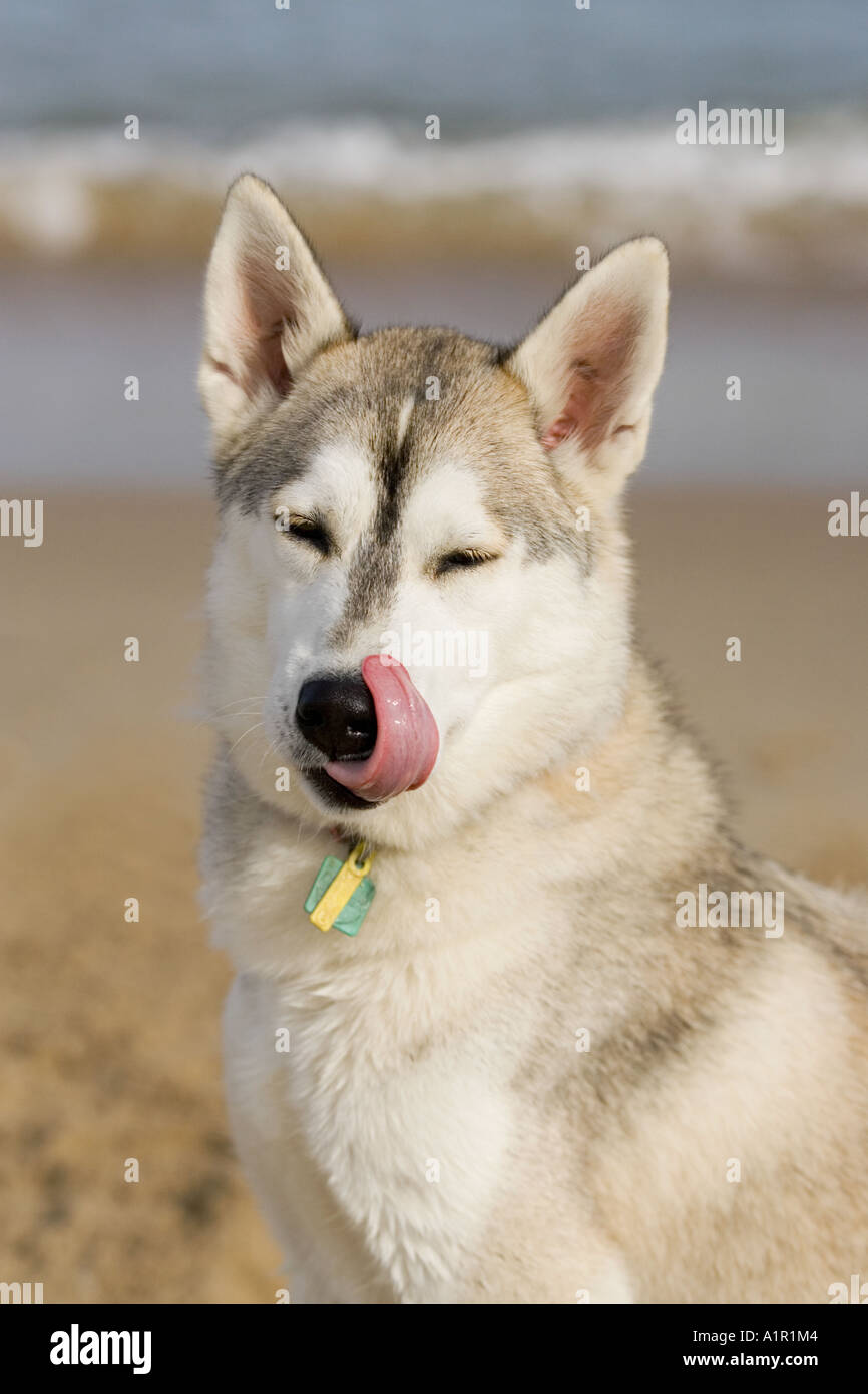"Siberian Husky" Dog on Beach UK Norfolk Stock Photo - Alamy