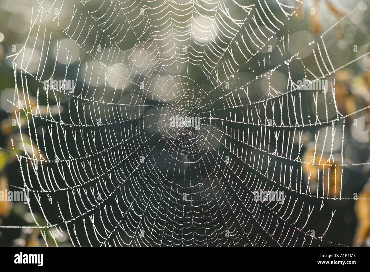 Spider web structure hi-res stock photography and images - Alamy