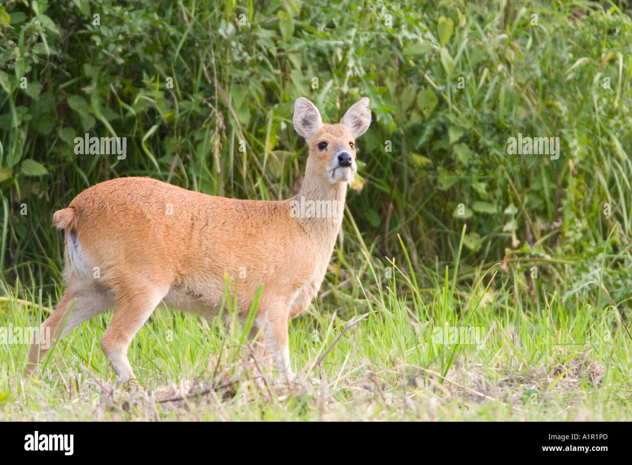Chinese Water Deer "Hydropotes internis" at Field Edge Stock Photo - Alamy