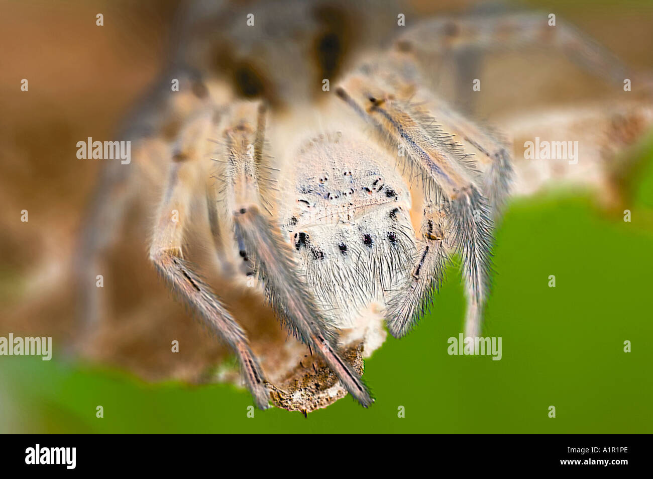 Electron Microscope Style Close up Image of Spider Stock Photo - Alamy