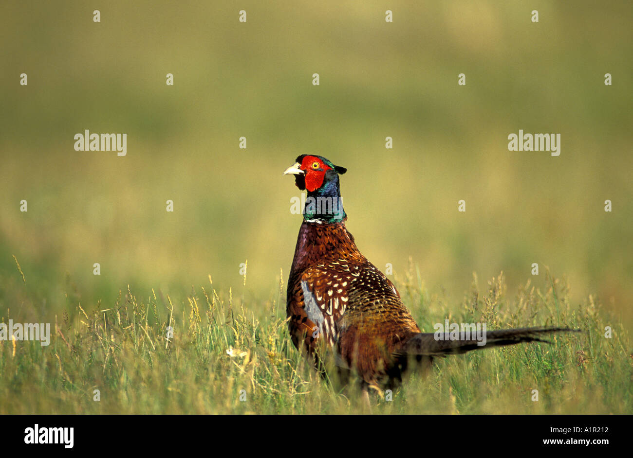 Multi coloured pheasant hi-res stock photography and images - Alamy