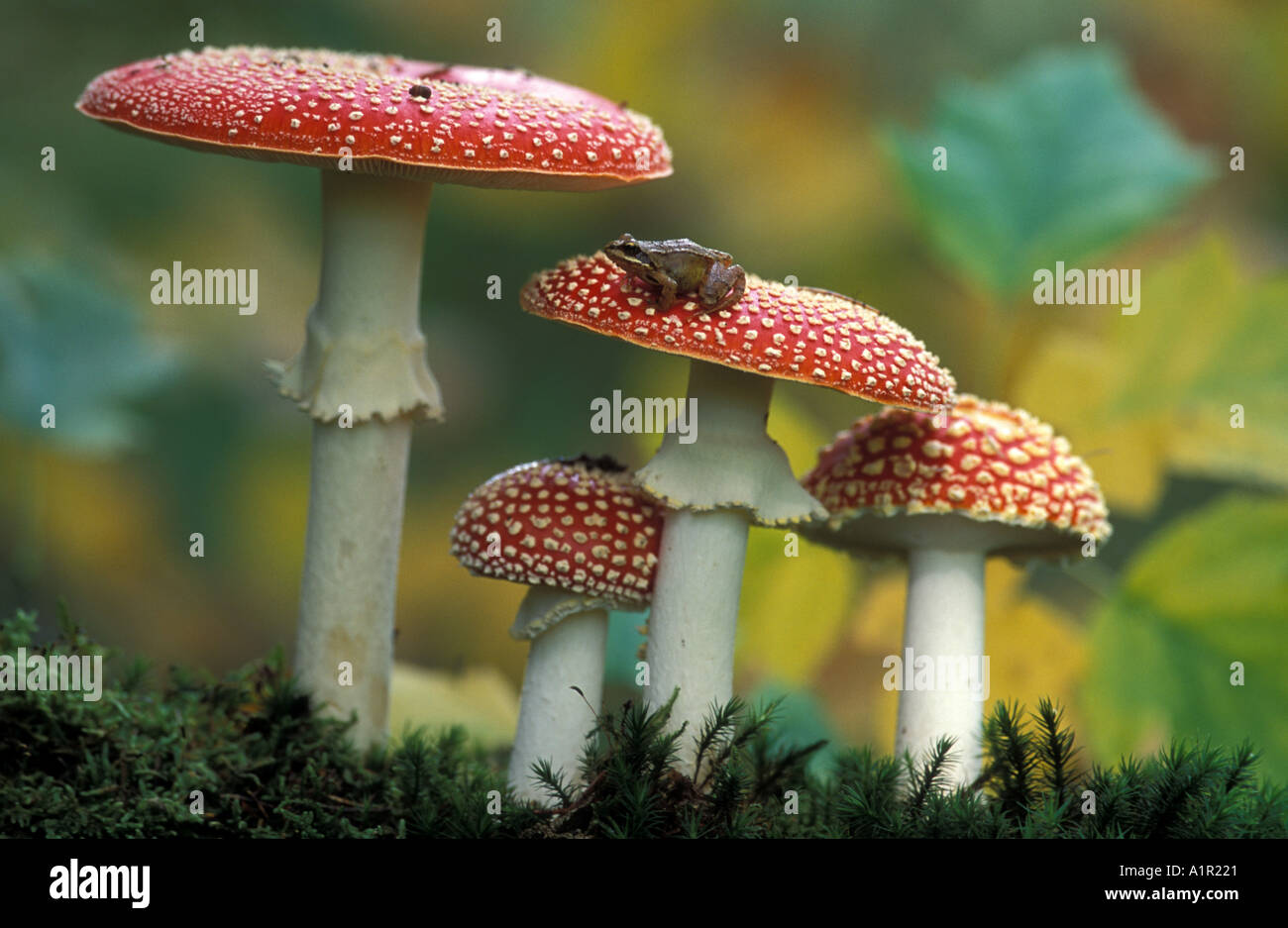 Toadstool frog hi-res stock photography and images - Alamy