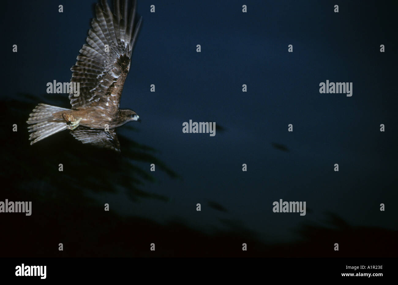 Pariah kite hi-res stock photography and images - Alamy