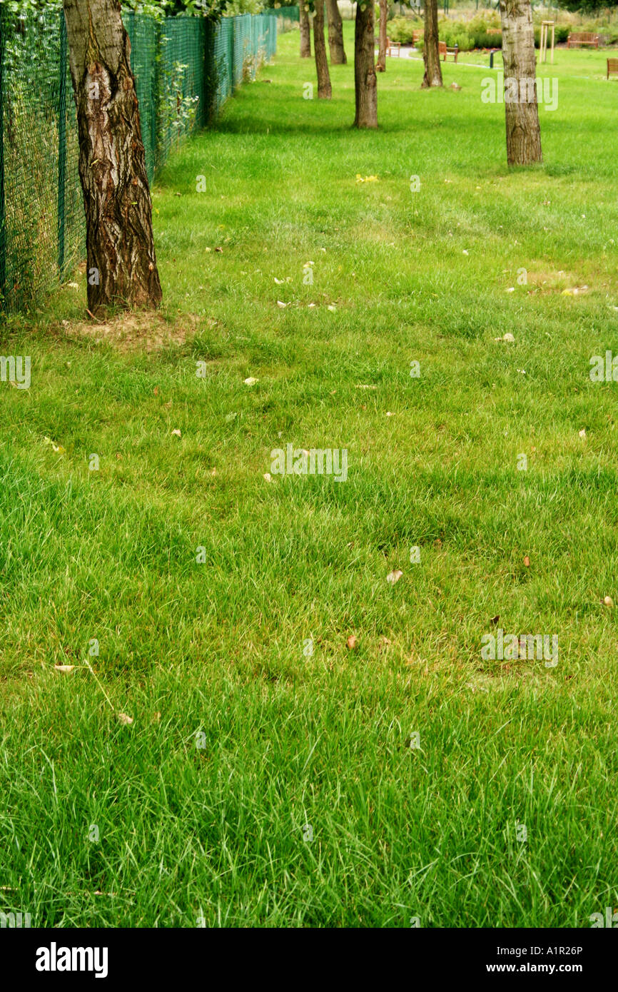 Green grassy area with trees and a fence in the background, creating a ...