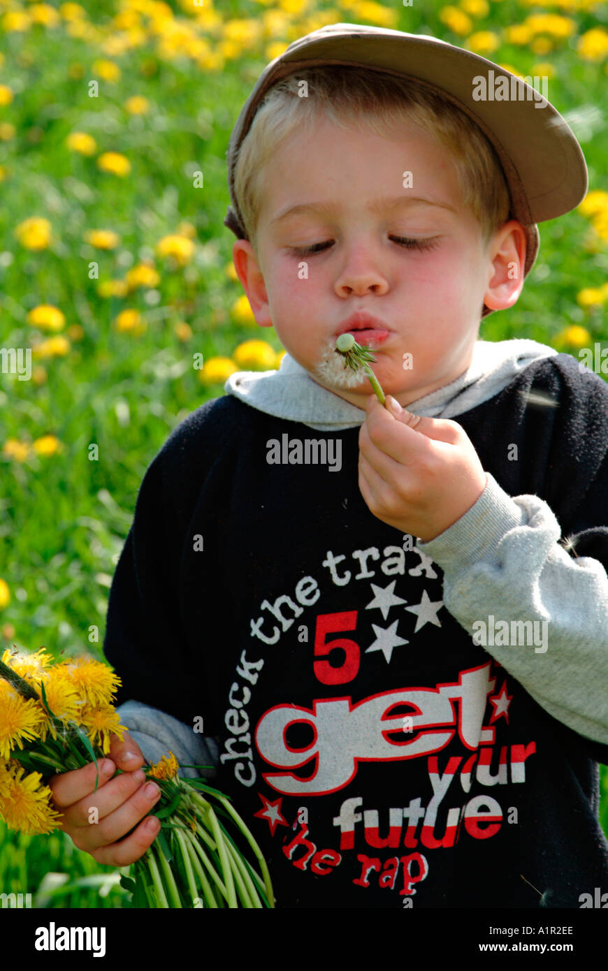 little boy with dandelion flowers blowing into a puff flower MR Stock ...