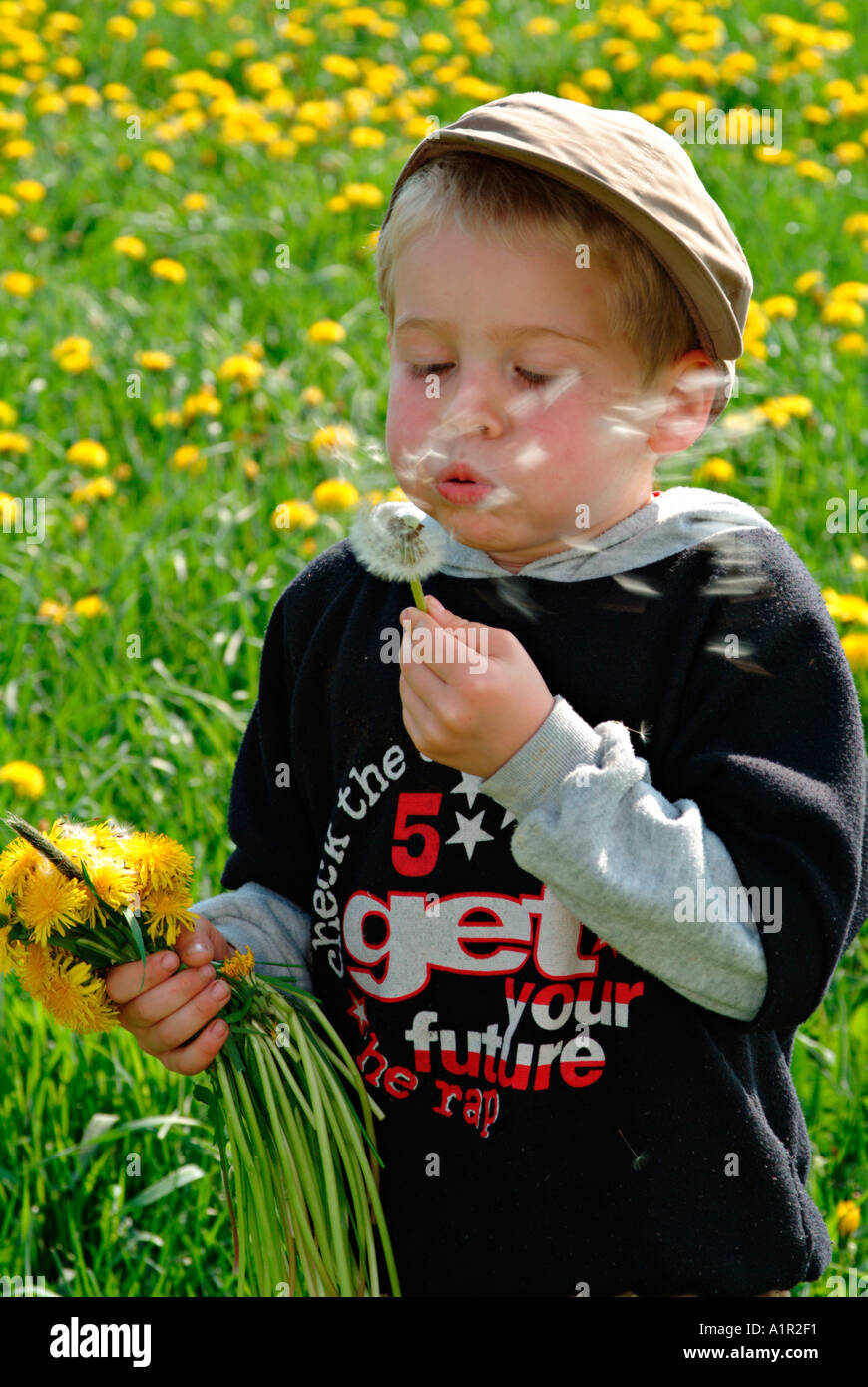 little boy with dandelion flowers blowing into a puff flower MR Stock ...