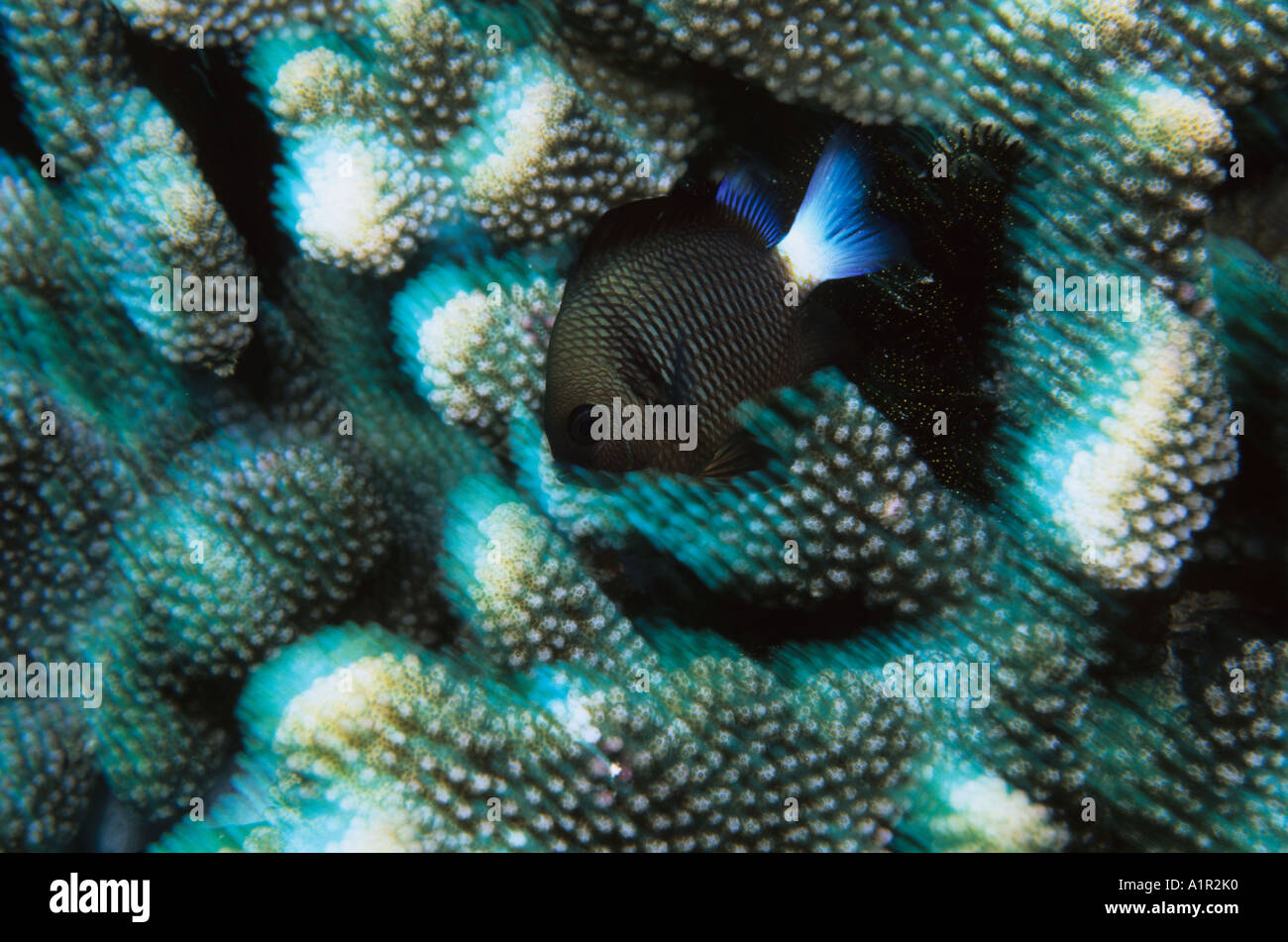 Reticulated Dascyllus (Dascyllus reticulatus Stock Photo - Alamy