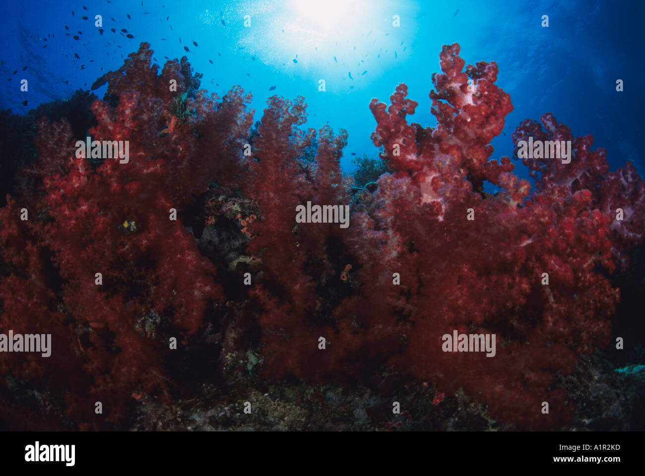 Coral Reef in Beqa Lagoon, Viti Levu, Fiji Islands Stock Photo - Alamy