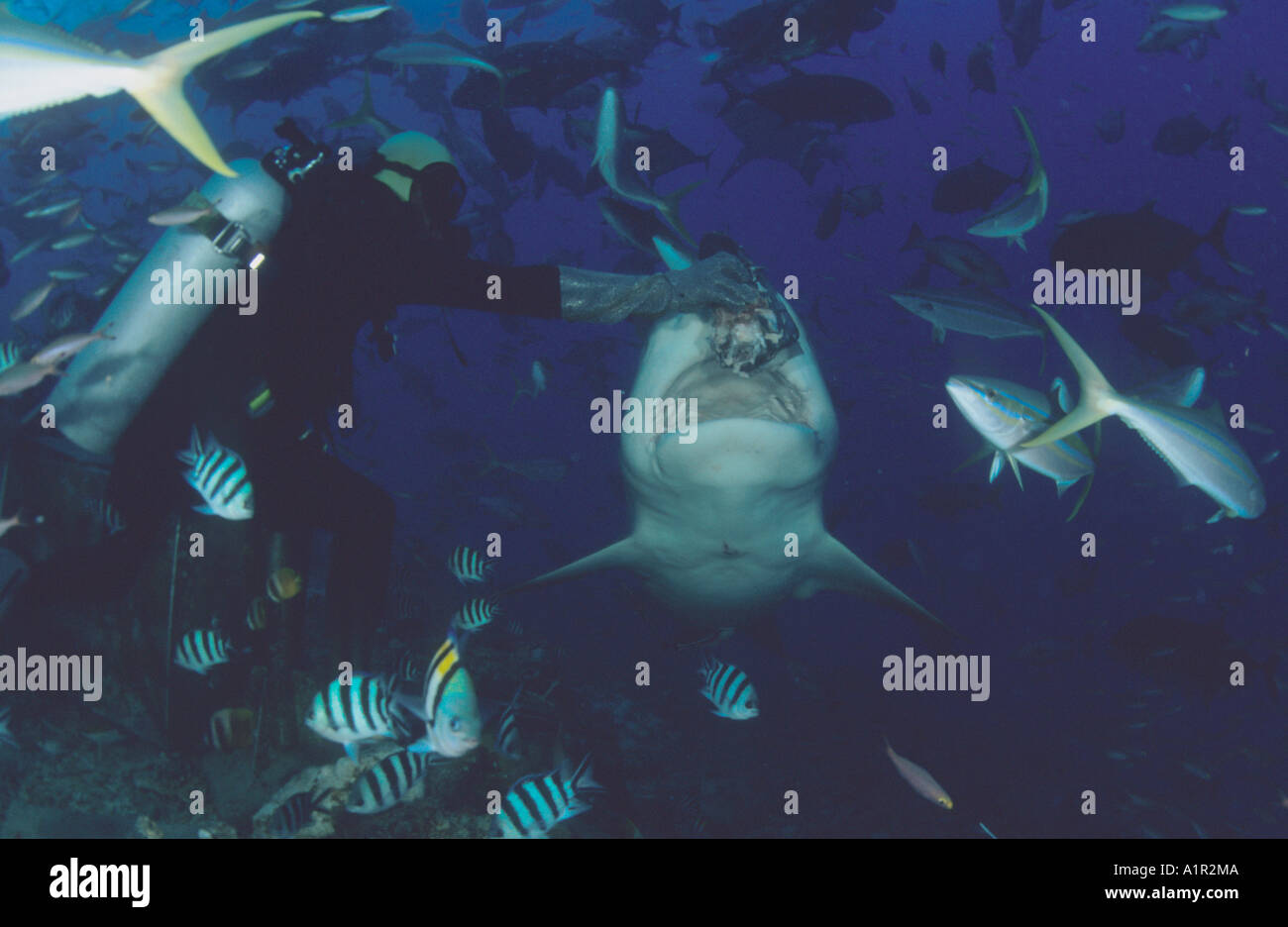 Bull Shark (Carcharhinus leucas) getting fed by shark feeder in Shark ...