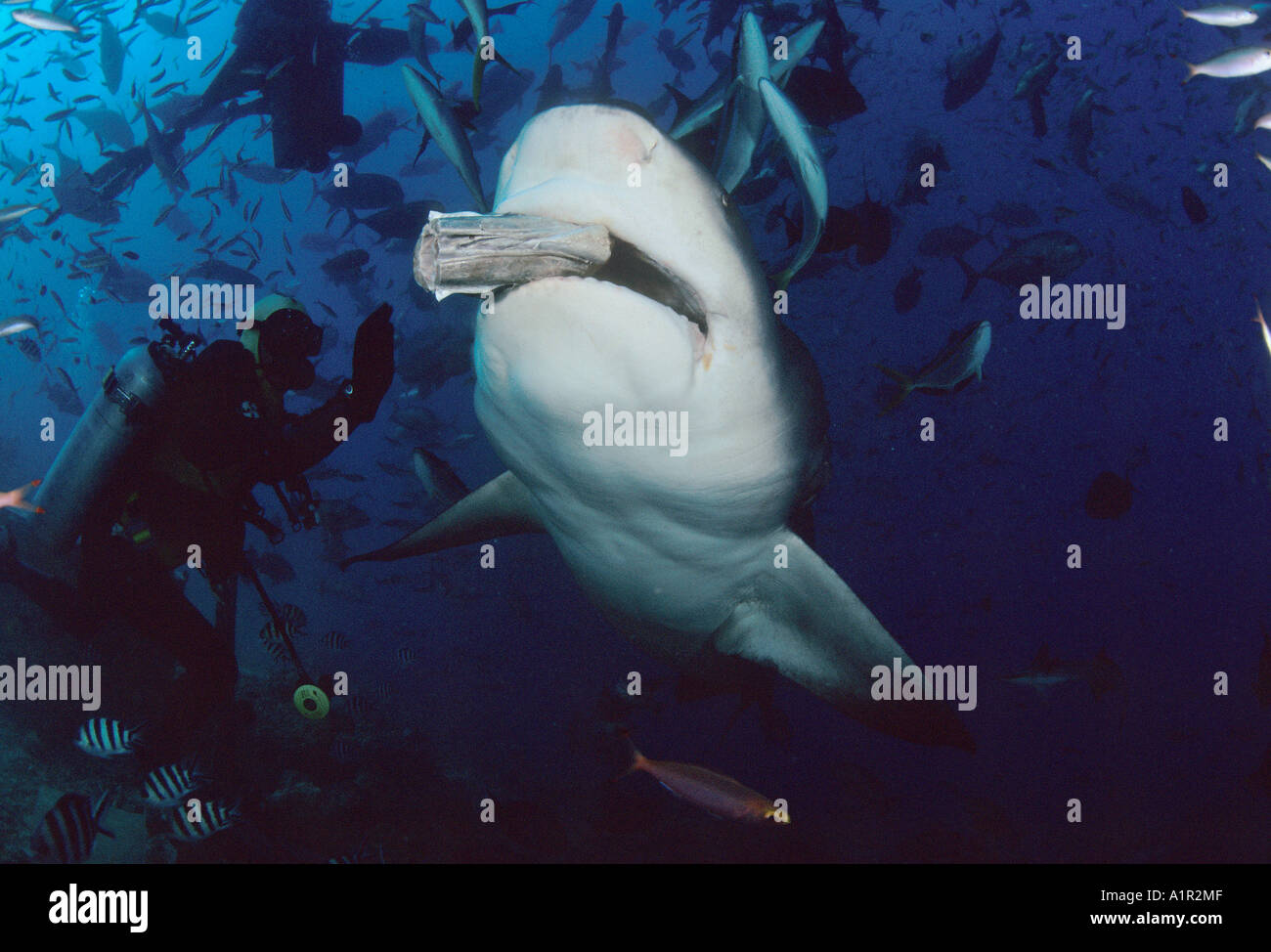 Bull Shark Feeding Feeder Stock Photos & Bull Shark Feeding Feeder ...