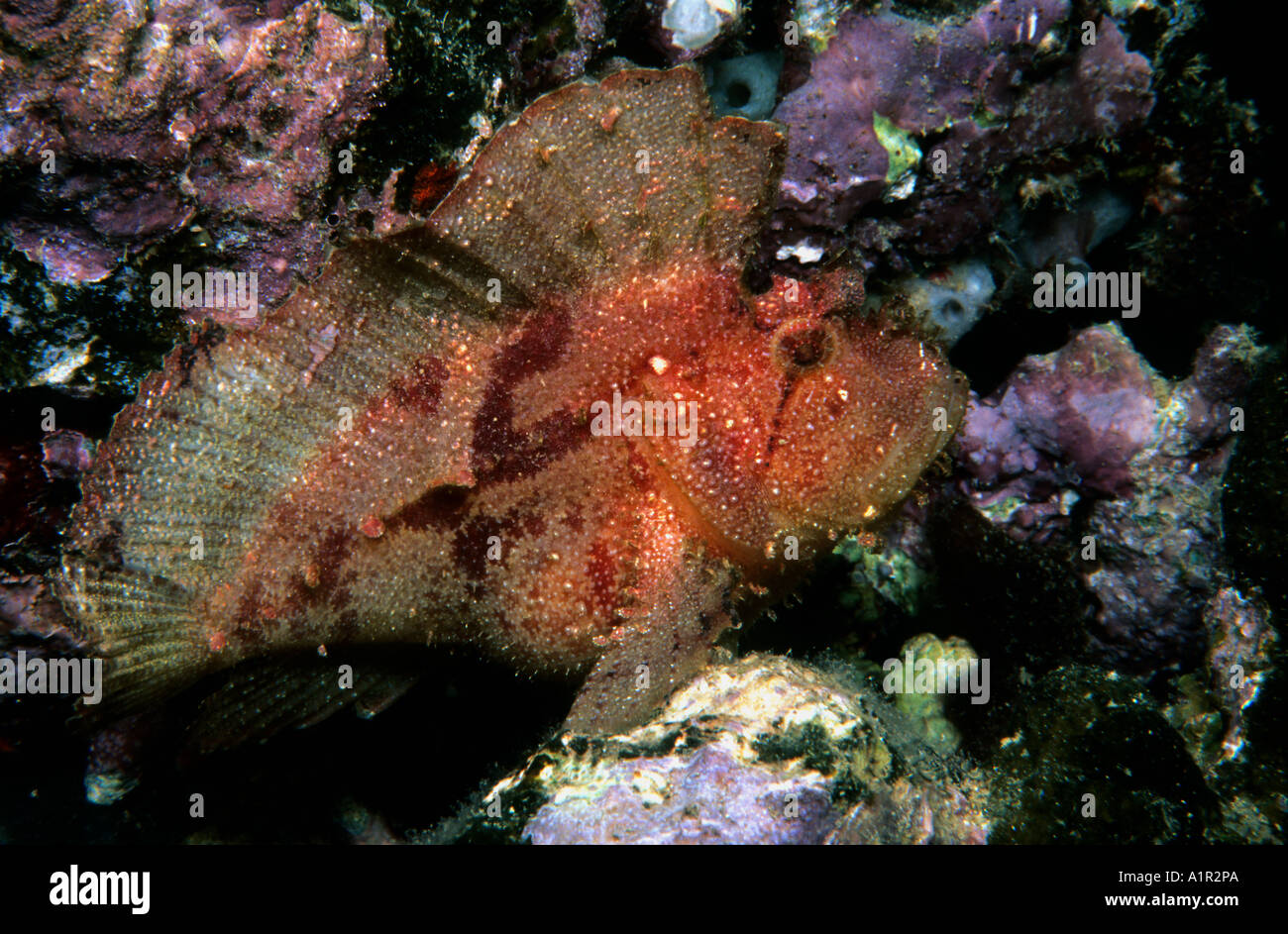 Leafish (Taenianotus triacanthus Stock Photo - Alamy