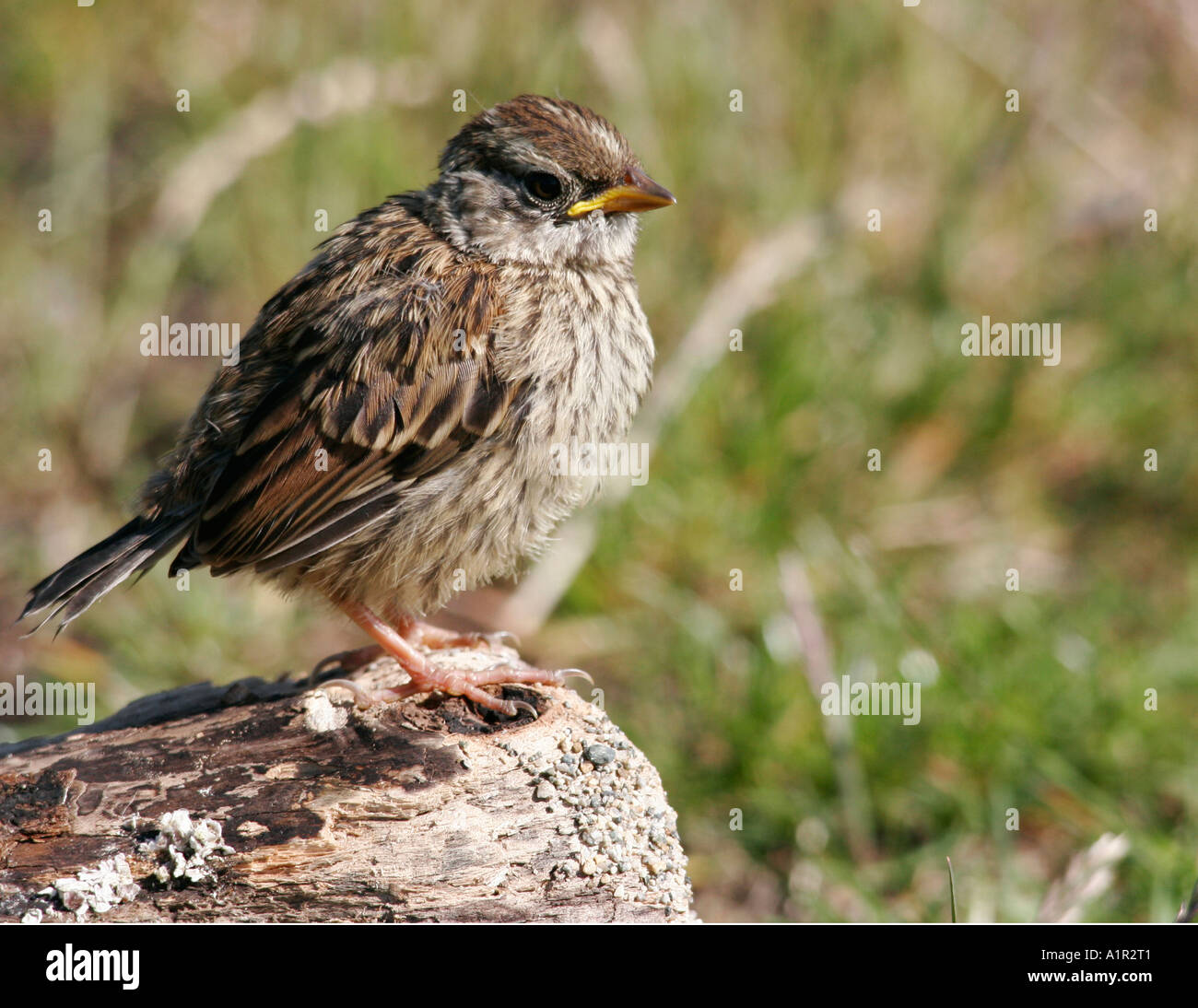 White Crowned Sparrow Chick Stock Photo - Alamy
