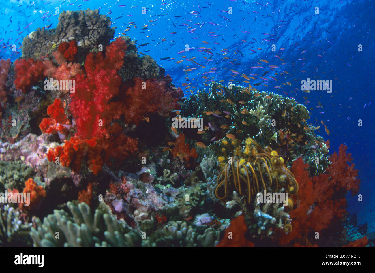 Coral Reef in Beqa Lagoon, Viti Levu, Fiji Islands Stock Photo - Alamy