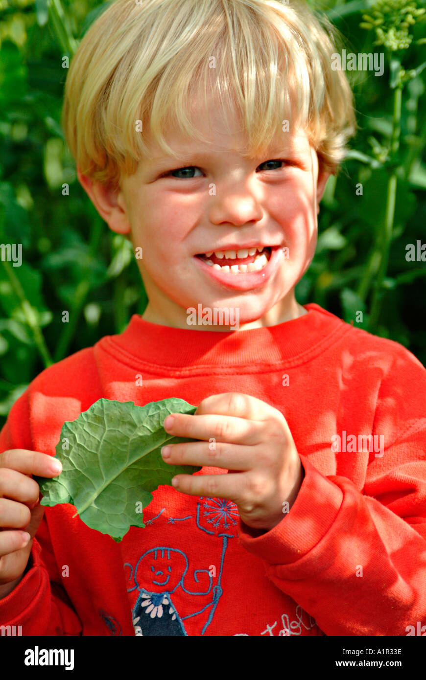 little boy in a rape field MR Stock Photo - Alamy