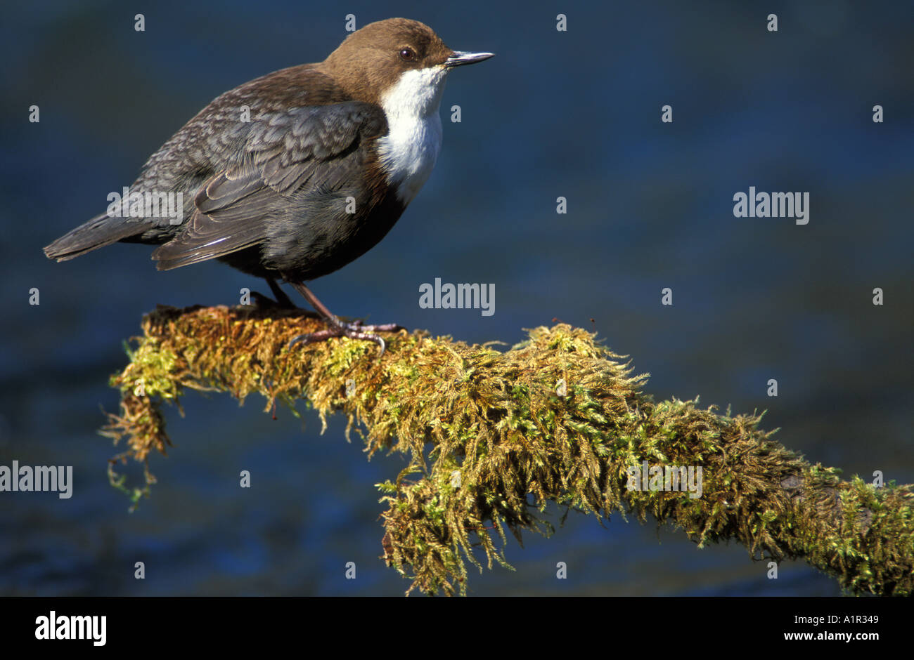 Dipper images hi-res stock photography and images - Alamy