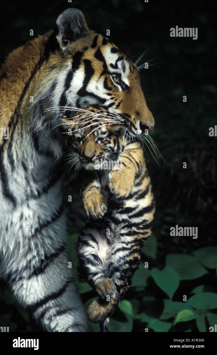 Tiger puppies hi-res stock photography and images - Alamy