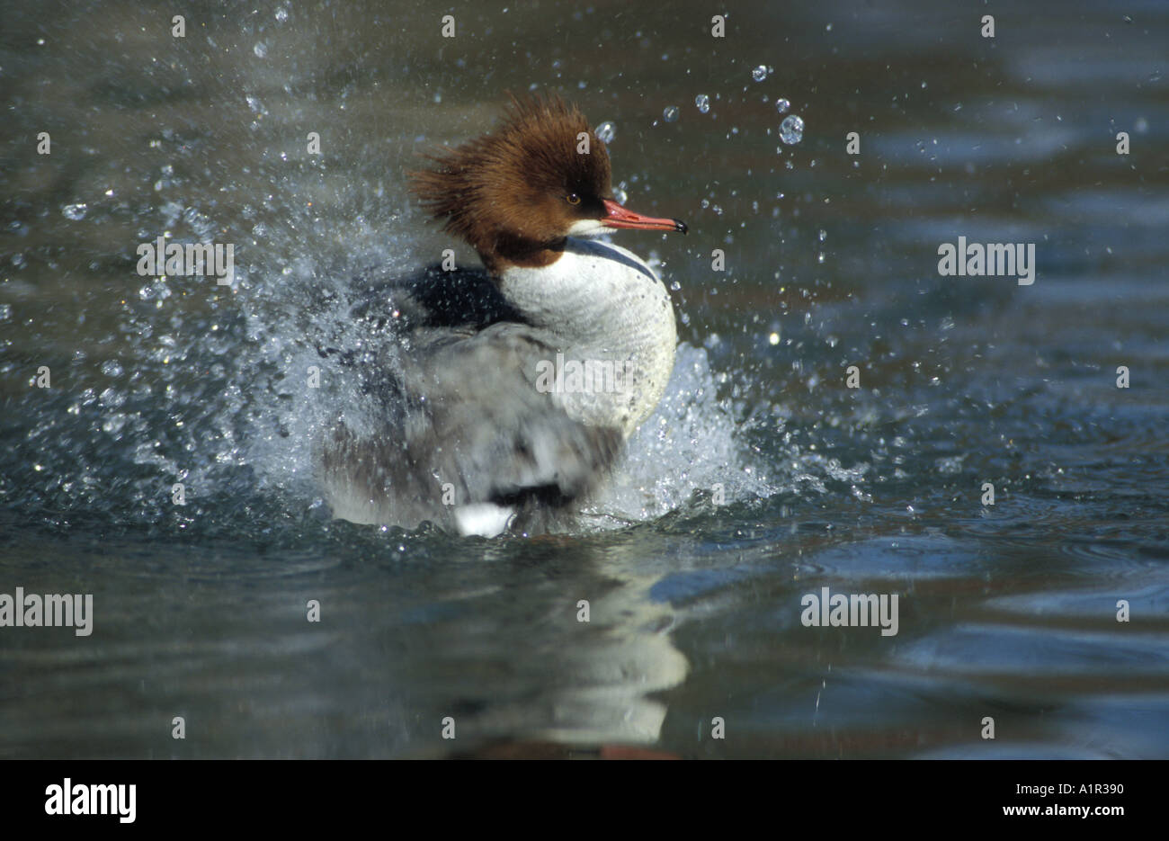 Goosander ripple reflection hi-res stock photography and images - Alamy