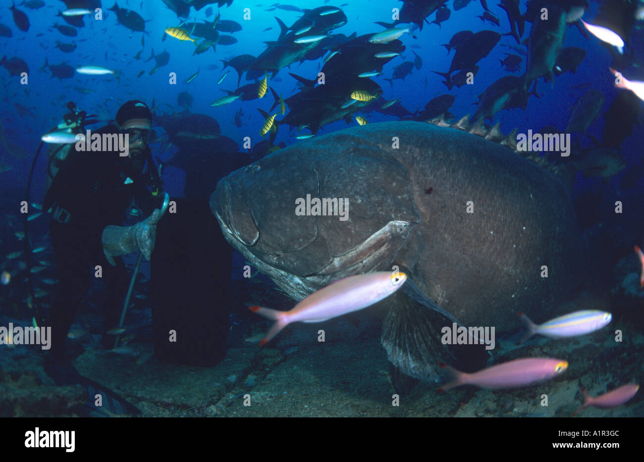 A giant Queensland Grouper (Epinephelus lanceolatus) approaches a diver ...