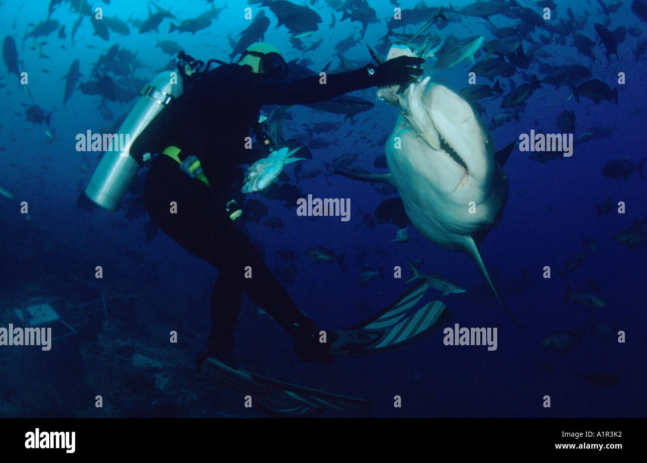 Bull shark feeding feeder hi-res stock photography and images - Alamy