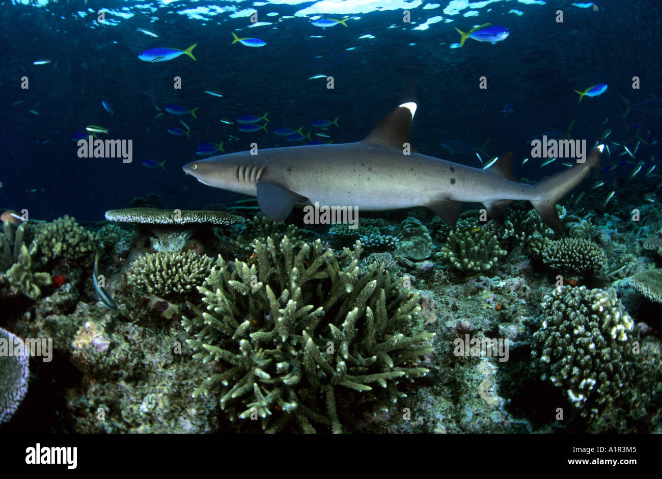 White top reef shark hi-res stock photography and images - Alamy