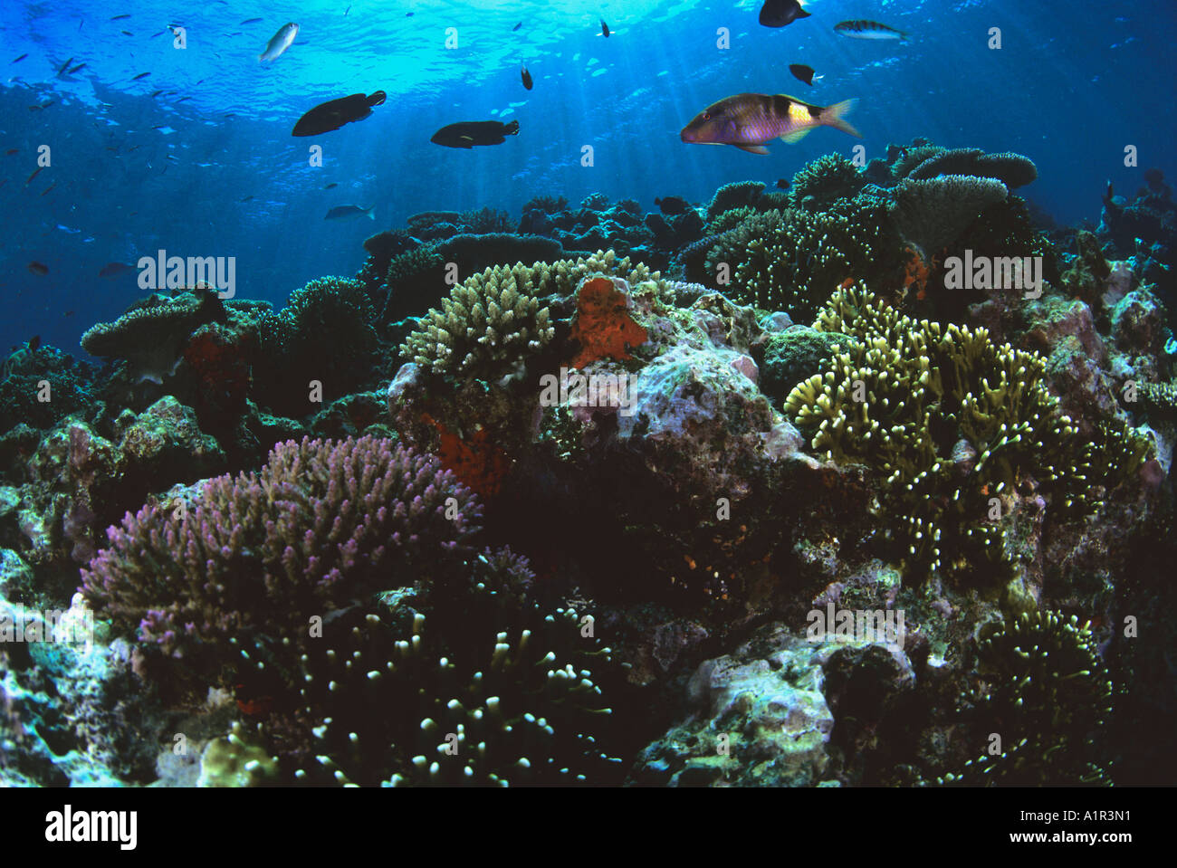 Coral Reef in Beqa Lagoon, Viti Levu, Fiji Islands Stock Photo - Alamy