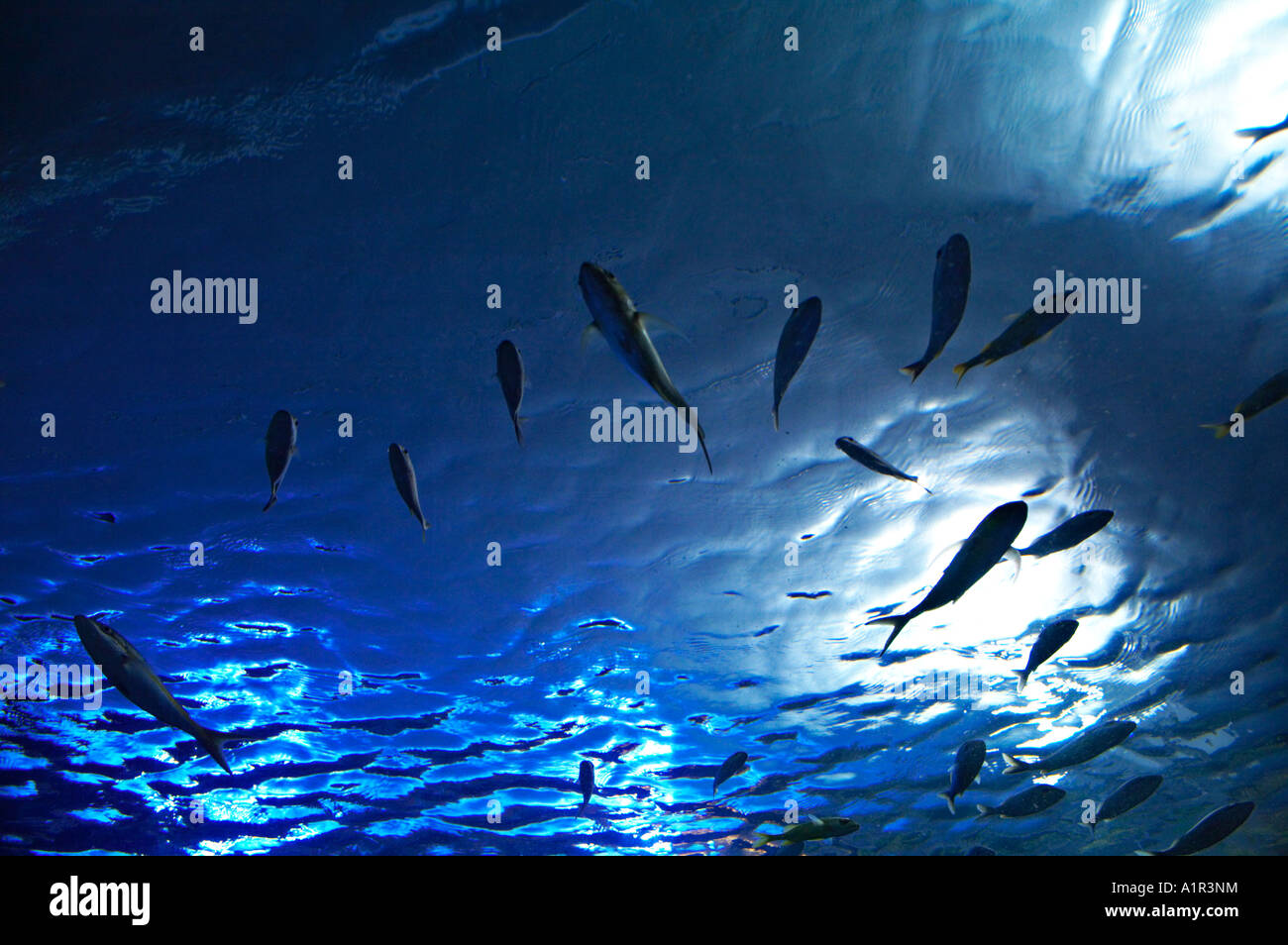 WISCONSIN Milwaukee Aquatarium exhibits at Discovery World museum at ...