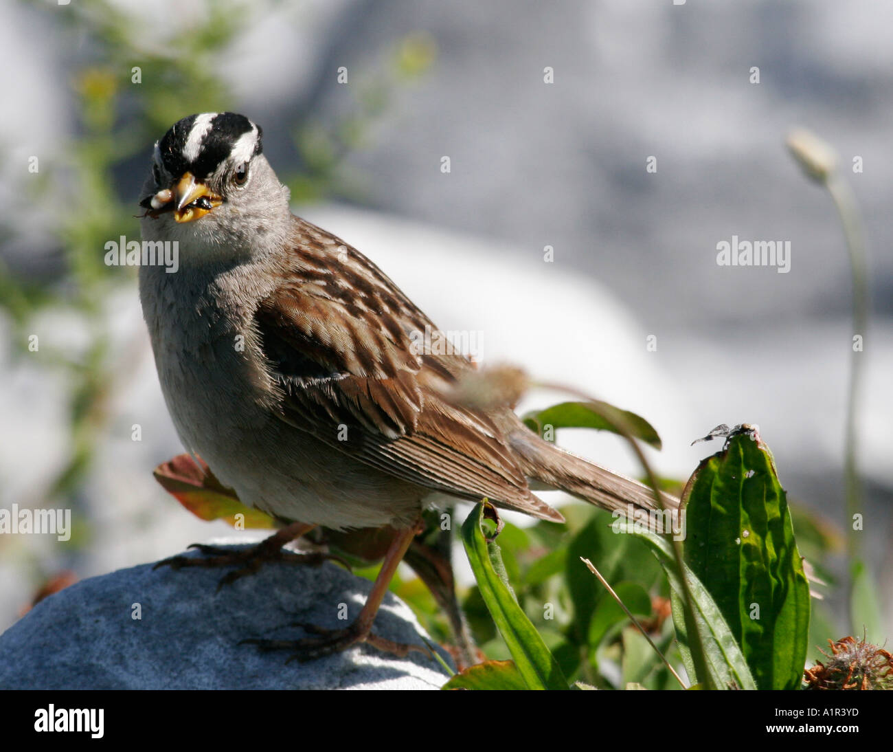 White Crowned Sparrow Eating a Bug Stock Photo - Alamy