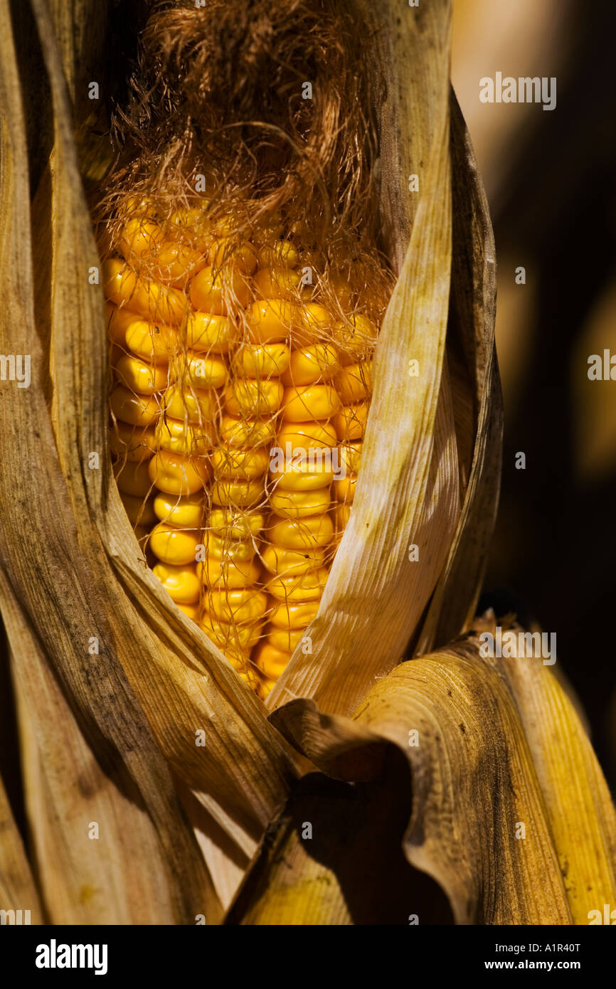 ILLINOIS McHenry County Ripe ear of corn with shucks pulled back on ...