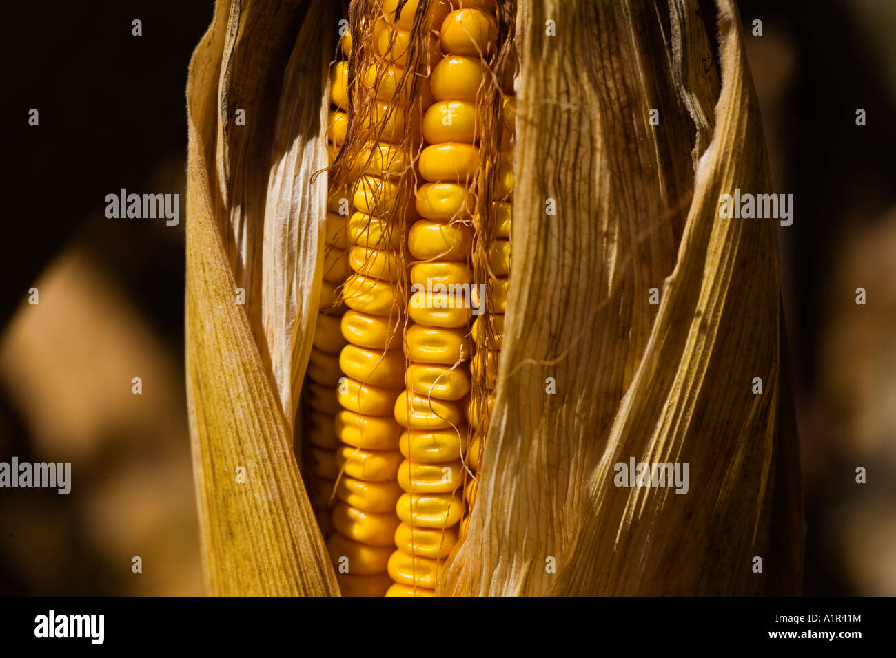 Ears Pulled Back High Resolution Stock Photography and Images - Alamy