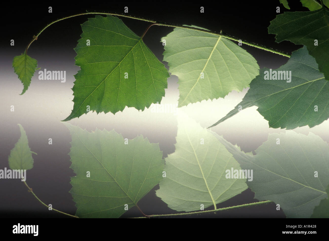 Reflections on leaves Stock Photo - Alamy