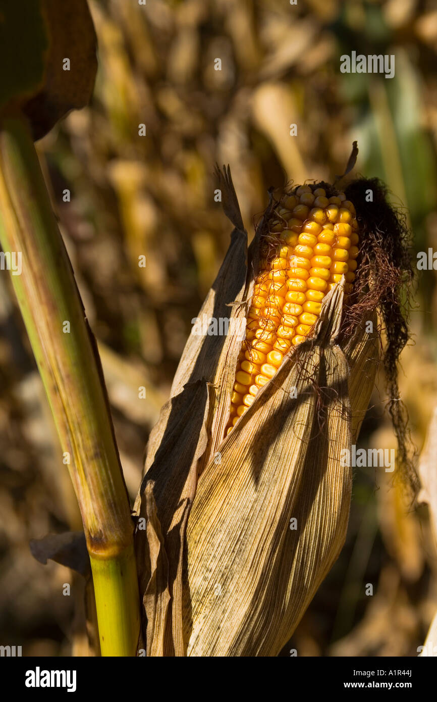 ILLINOIS McHenry County Ripe ear of corn with shucks pulled back on ...