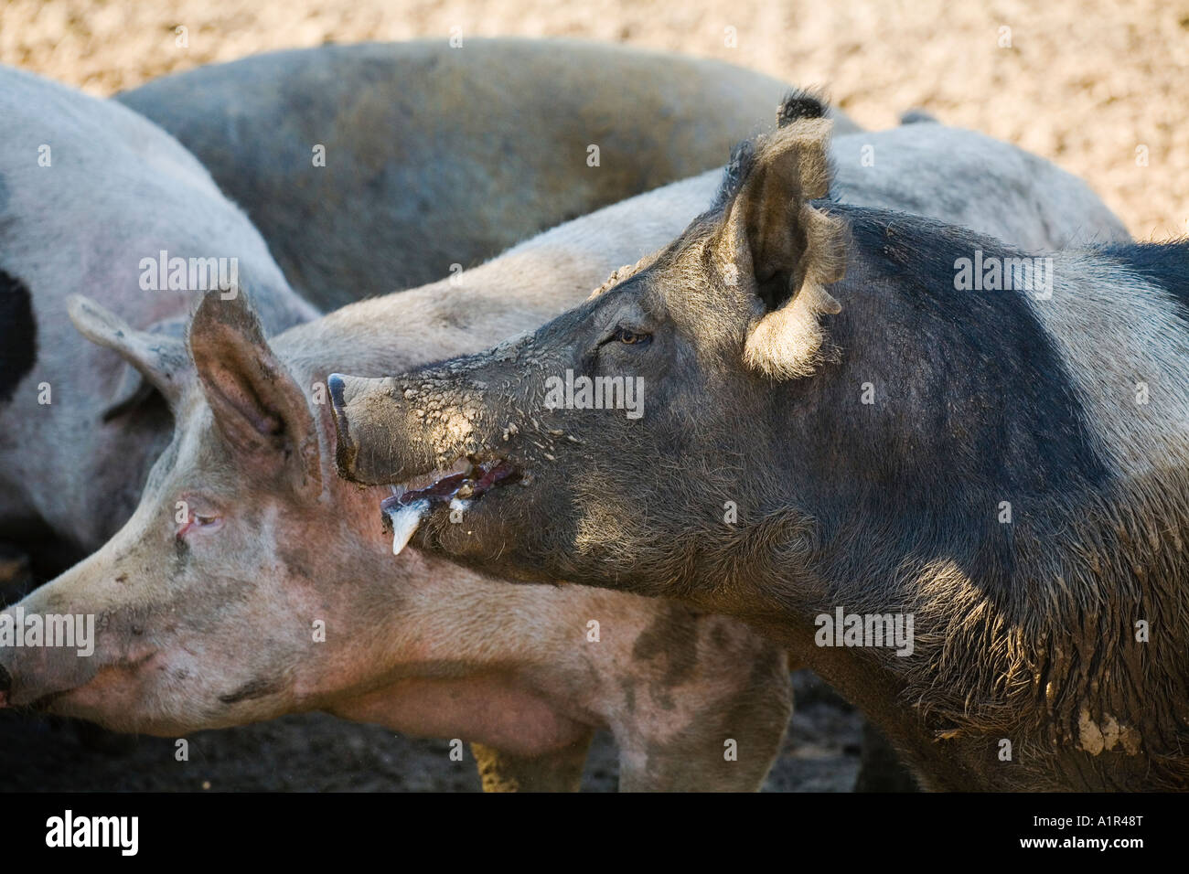 Pigs outdoor hi-res stock photography and images - Alamy