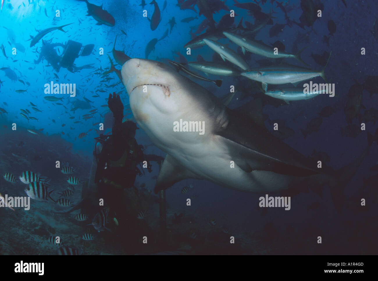 Bull shark feeding feeder hi-res stock photography and images - Alamy
