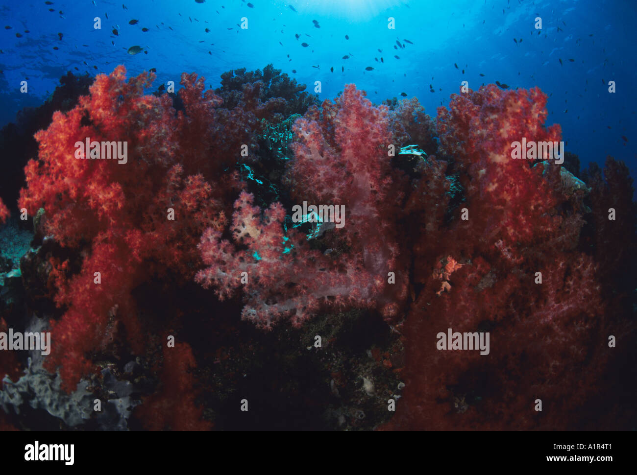 Coral Reef in Beqa Lagoon, Viti Levu, Fiji Islands Stock Photo - Alamy