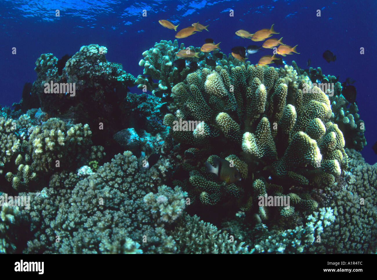 Coral Reef in Beqa Lagoon, Viti Levu, Fiji Islands Stock Photo - Alamy