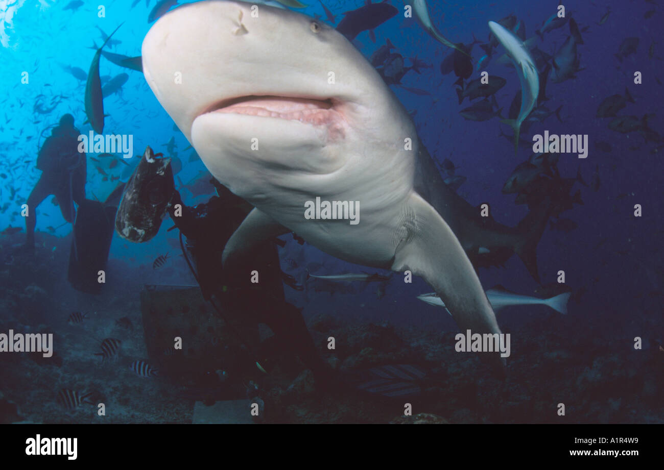 Bull shark feeding feeder hi-res stock photography and images - Alamy
