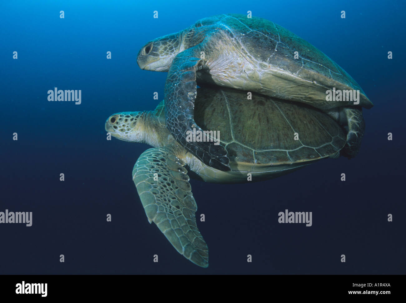 Mating sea turtles hi-res stock photography and images - Alamy