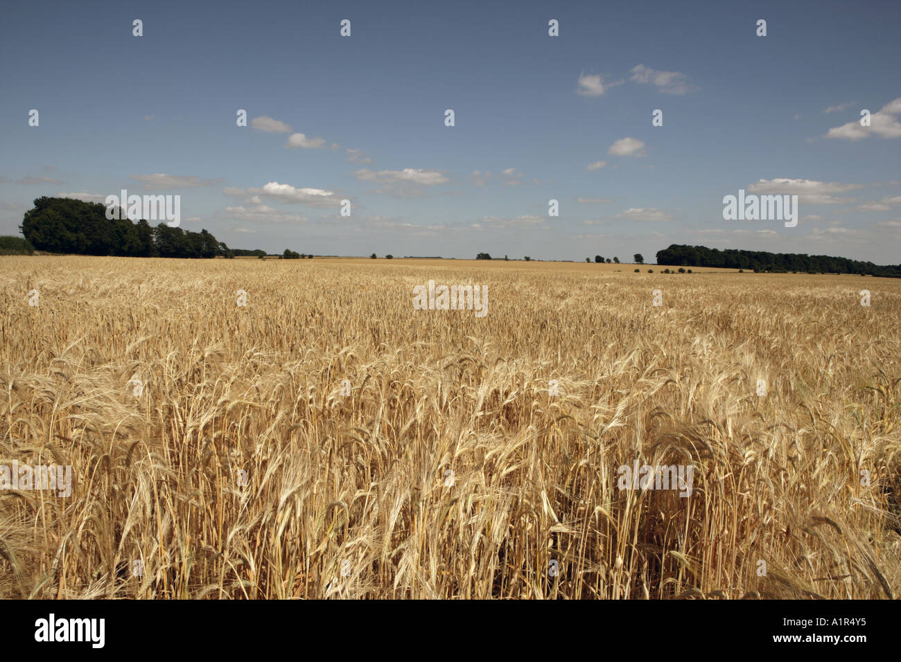 Harvest Time in the Cotswolds near the village of North Cerney Stock ...