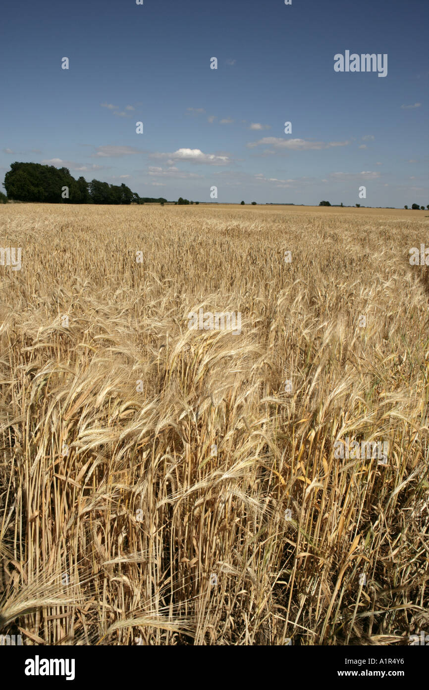 Harvest Time in the Cotswolds near the village of North Cerney Stock ...