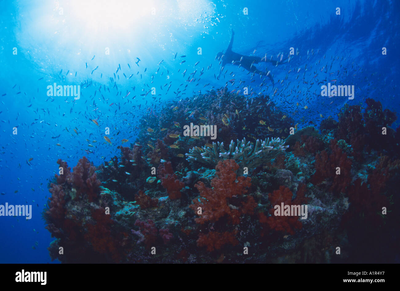 Snorkeler on Coral Reef in Beqa Lagoon, Viti Levu, Fiji Islands Stock ...