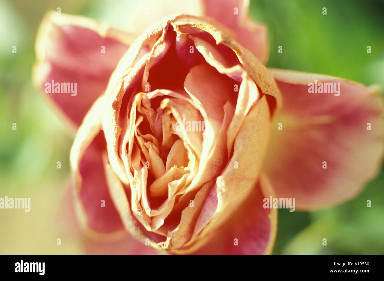 Natural Colors Colours Color Color High Resolution Stock Photography ...