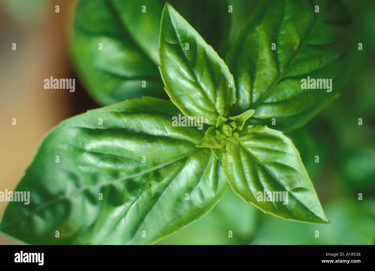 Basil plant images hi-res stock photography and images - Alamy