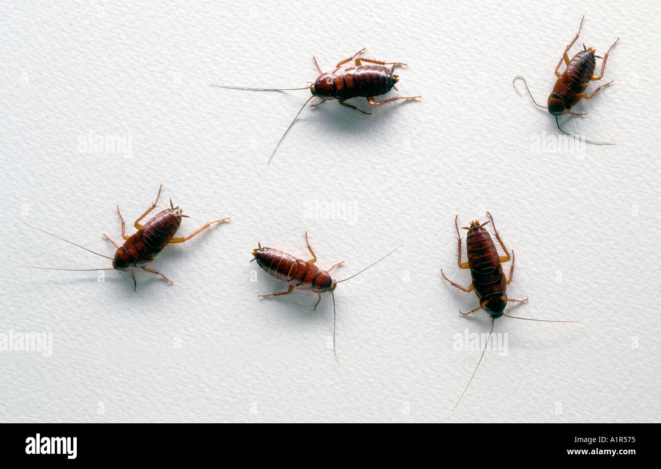 Cockroaches kitchen hi-res stock photography and images - Alamy