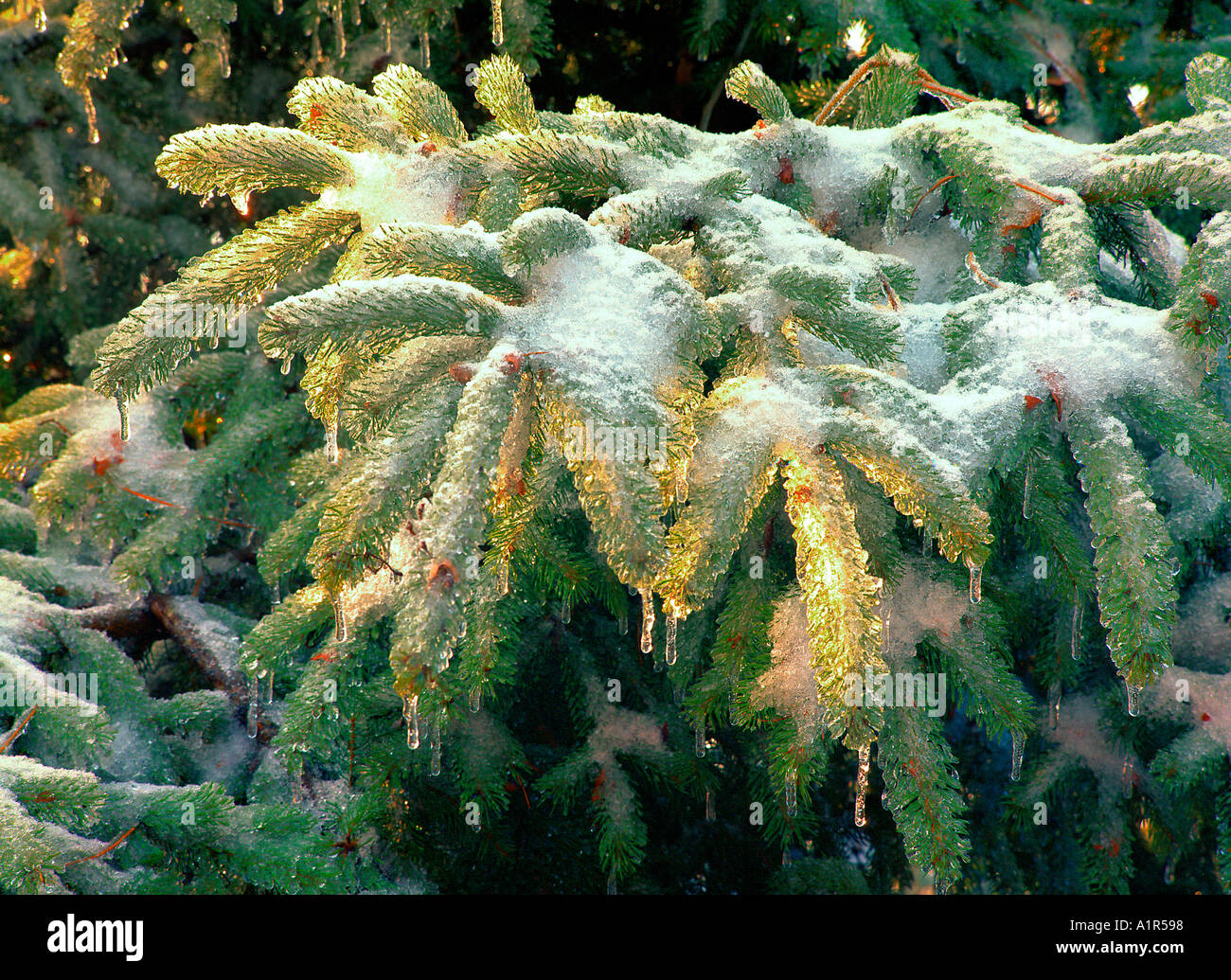 Frozen pine bough hi-res stock photography and images - Alamy