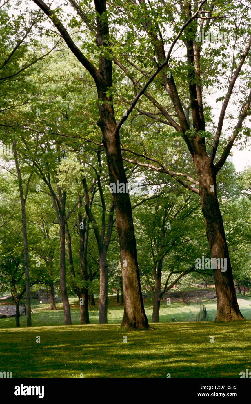 Trees at Central Park, New York City, USA Stock Photo - Alamy