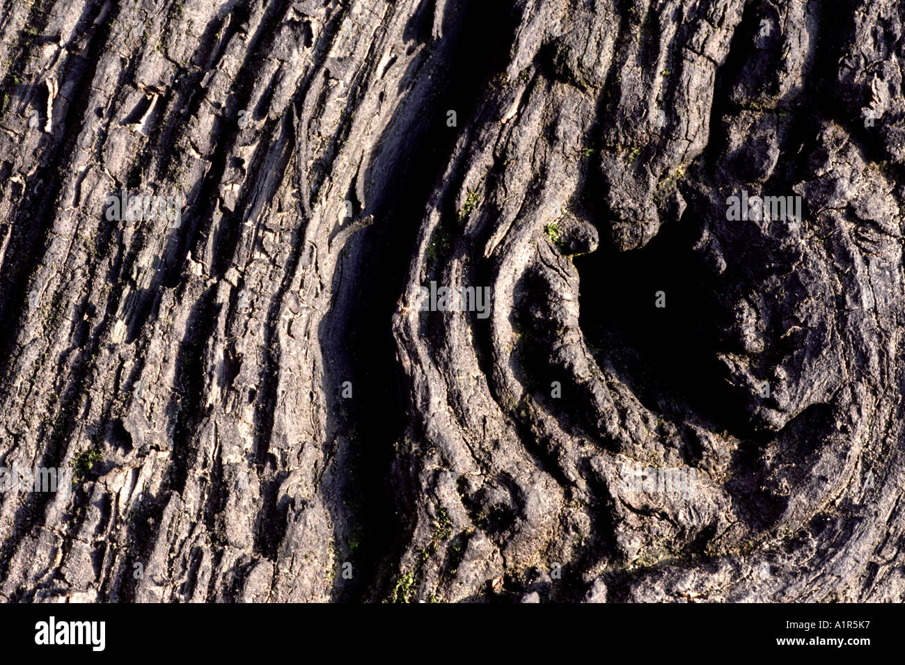 Tree trunk, wood Stock Photo - Alamy