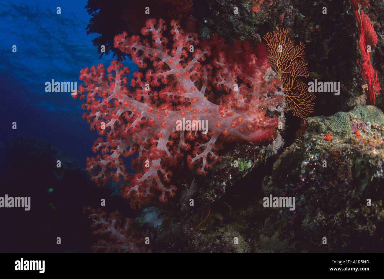 Coral Reef in Beqa Lagoon, Viti Levu, Fiji Islands Stock Photo - Alamy