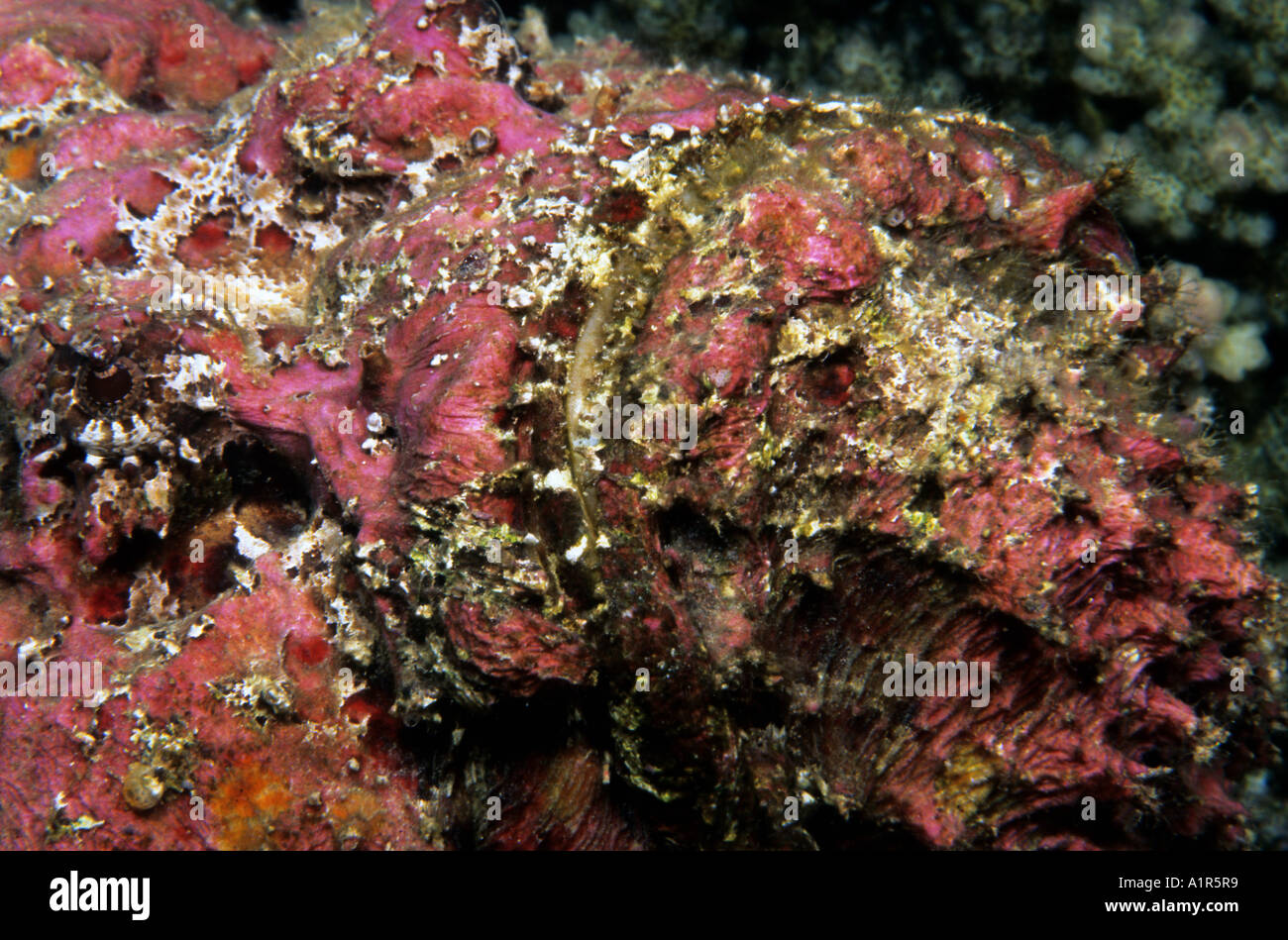 Deadly stonefish hi-res stock photography and images - Alamy