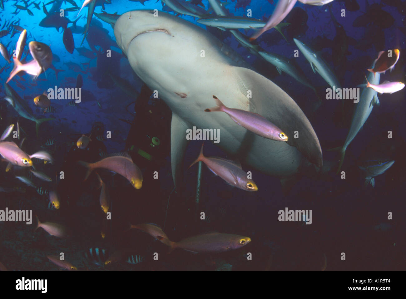 Bull shark feeding feeder hi-res stock photography and images - Alamy