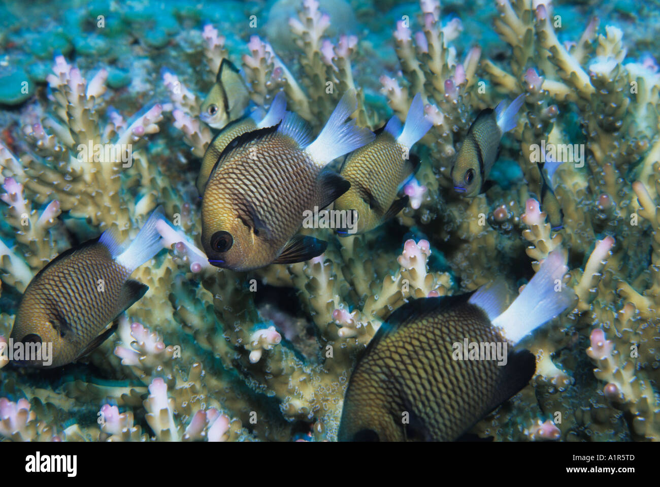 Reticulated Dascyllus (Dascyllus reticulatus Stock Photo - Alamy